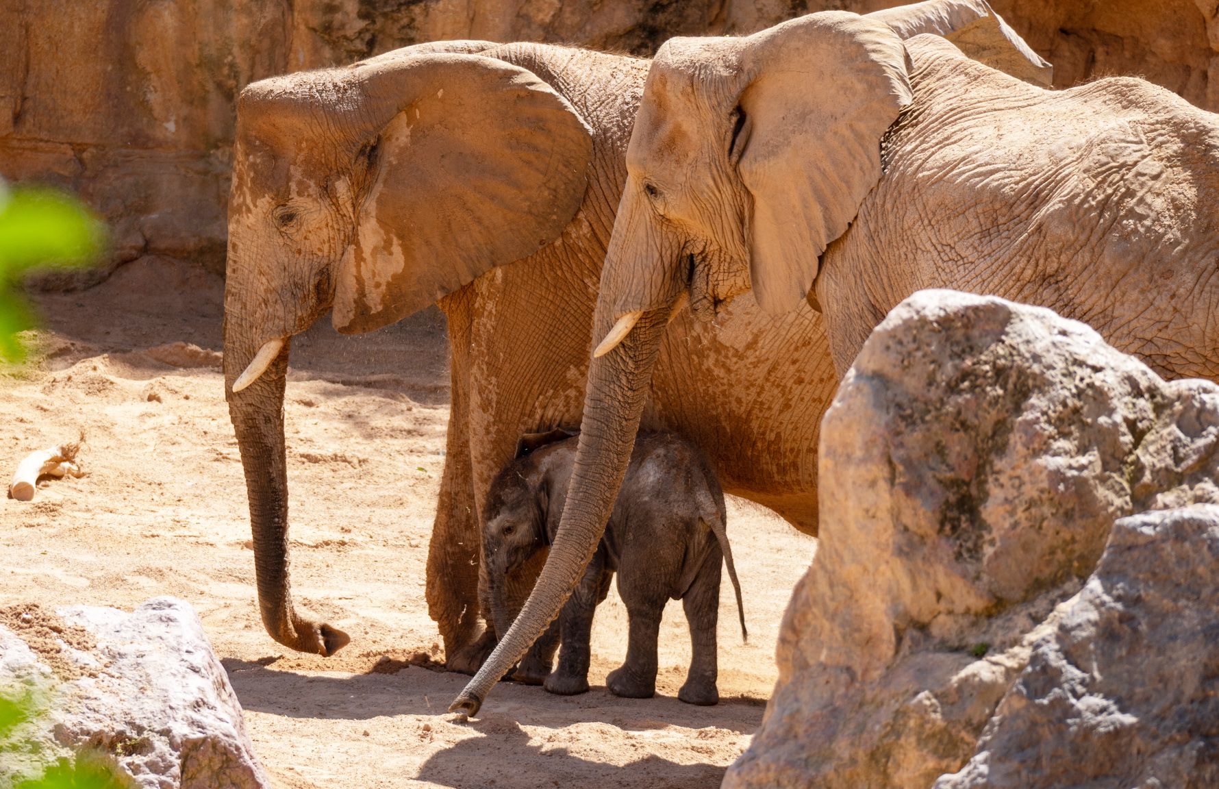 Bioparc Valencia activa la otación para elegir el nombre del elefantito ...